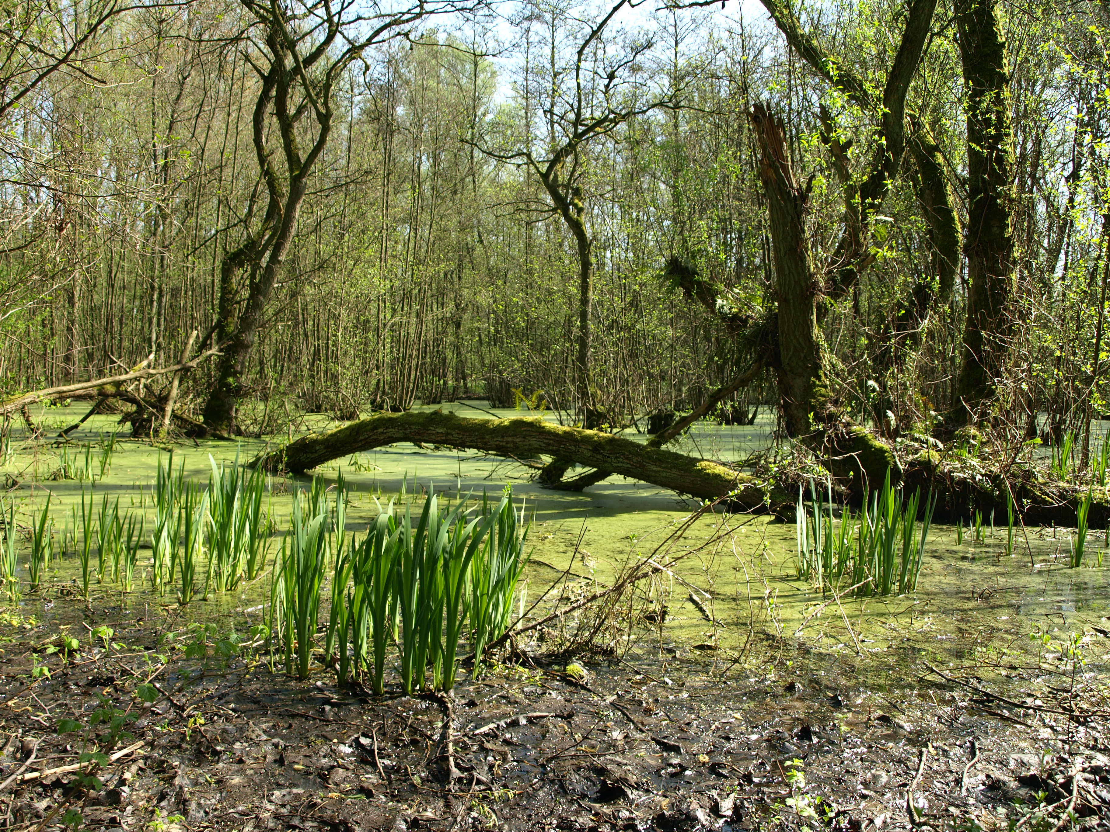 Osbroek-Gerstjens | Vlaamse Landmaatschappij